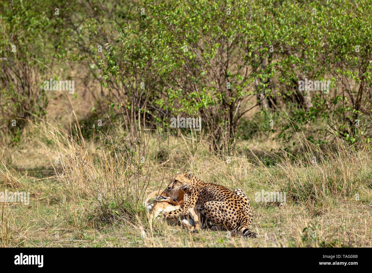 Cheetah fighting hi-res stock photography and images - Alamy