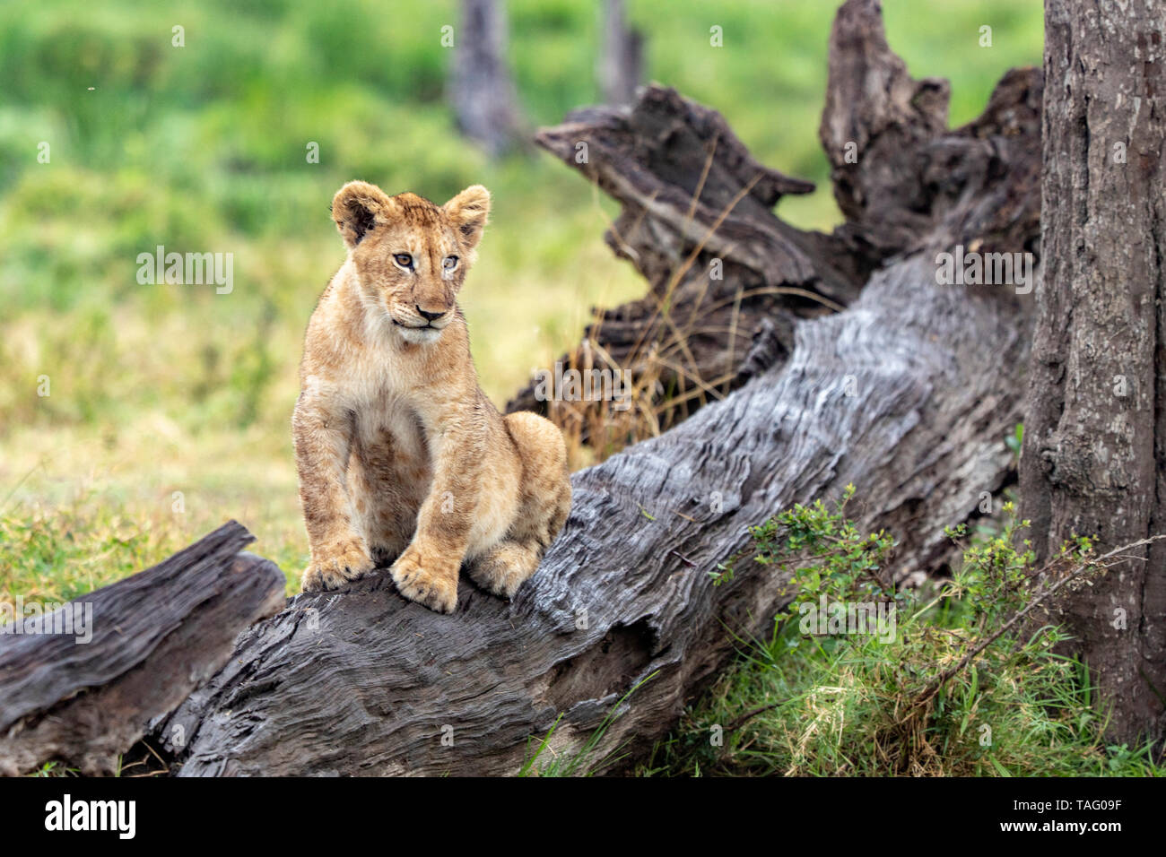 Lion (Panthera leo), lion cub on a dead tree, Masai-Mara Reserve, Kenya ...