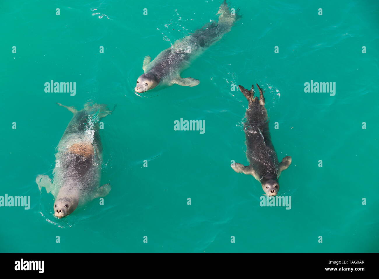 Monk Seal (Monachus monachus) group swimming, Noadibou, Mauritania ...