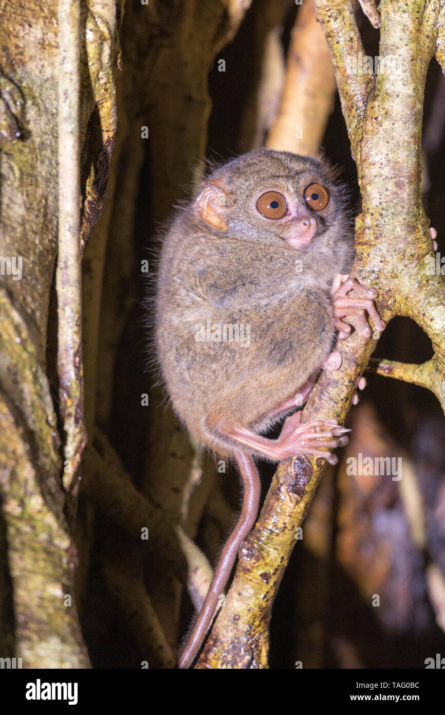 Tarsius fuscus hi-res stock photography and images - Alamy