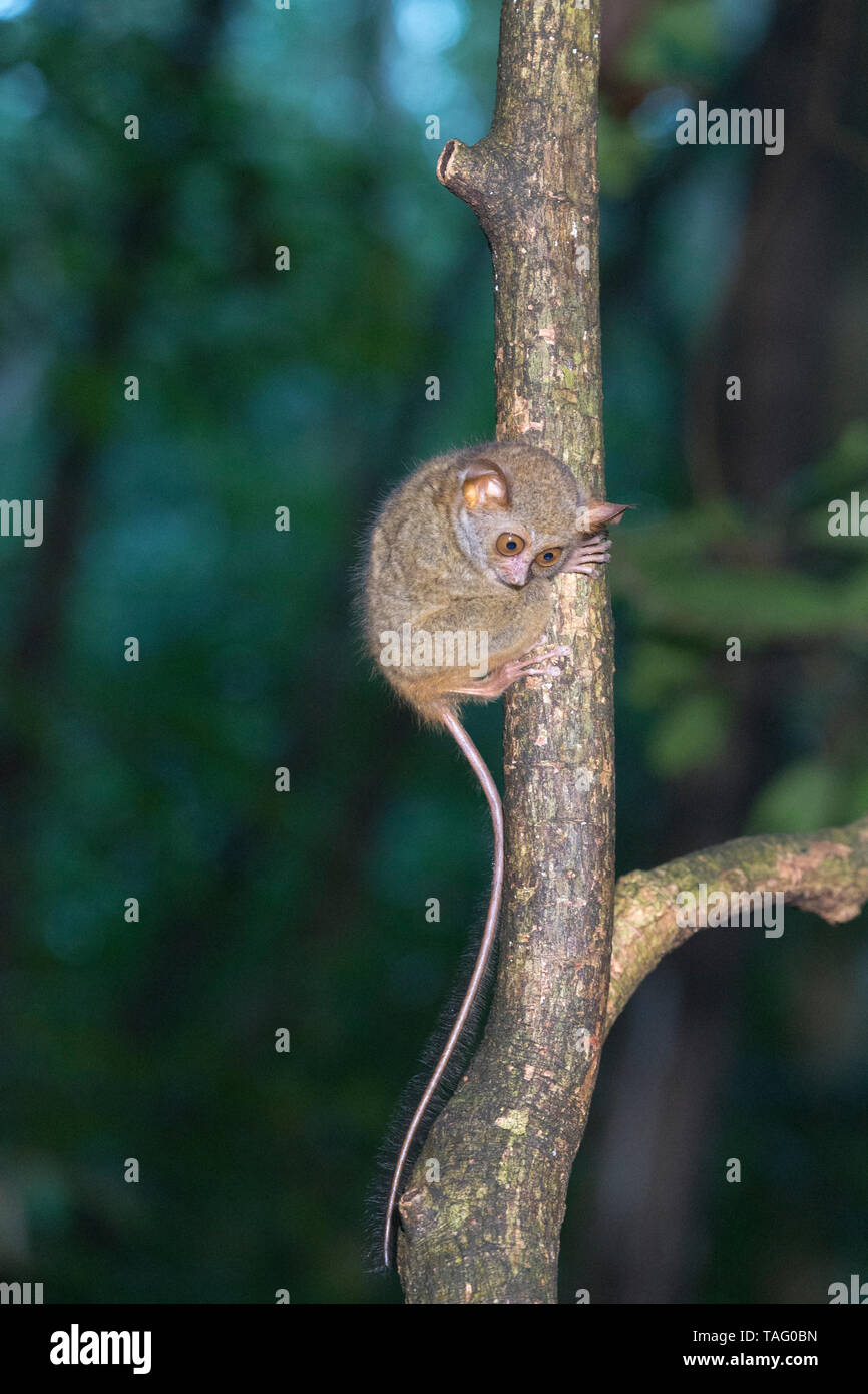 Spectral tarsier (Tarsius spectrum, also called Tarsius tarsier ...