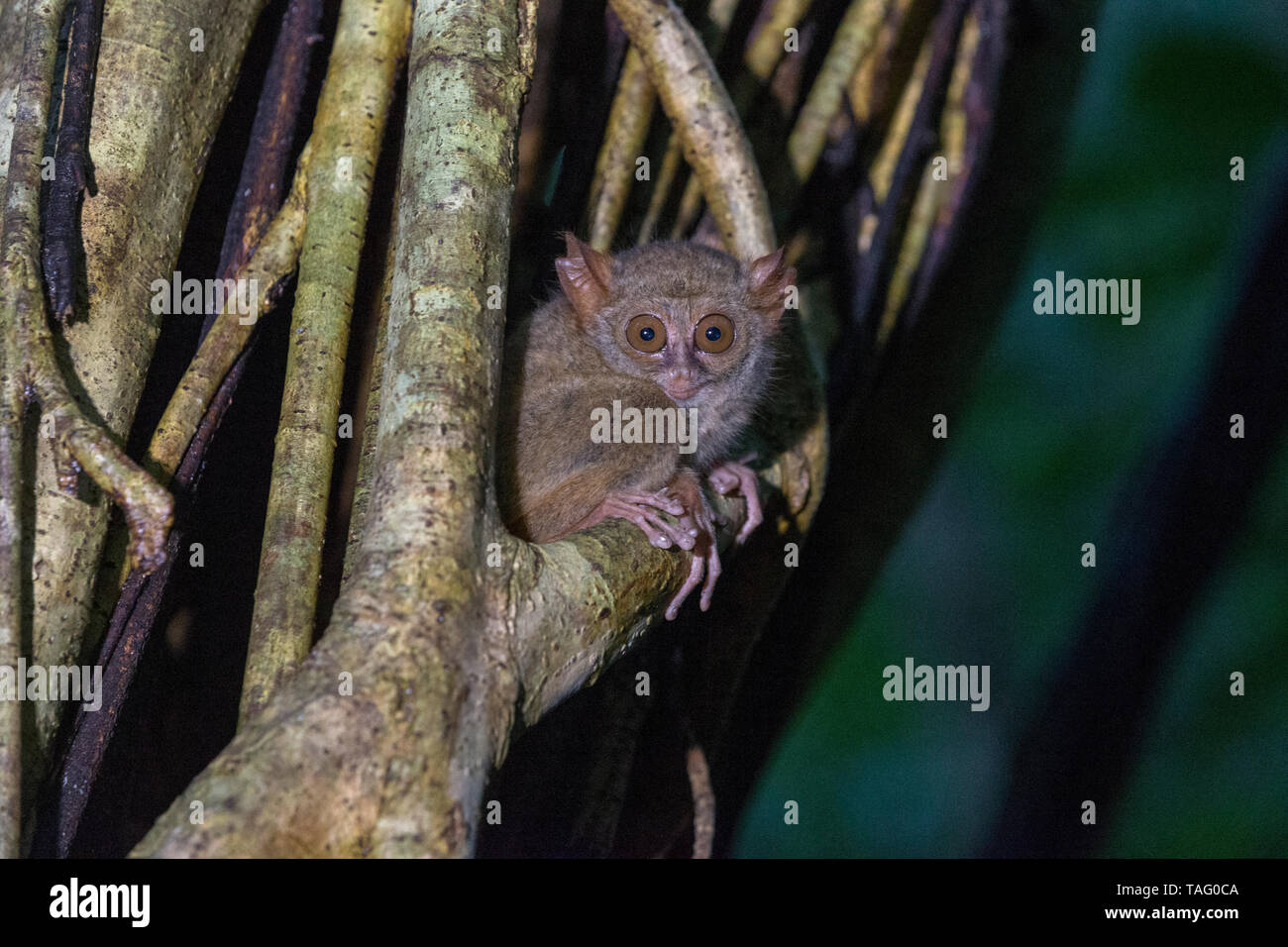 Tarsius fuscus hi-res stock photography and images - Alamy