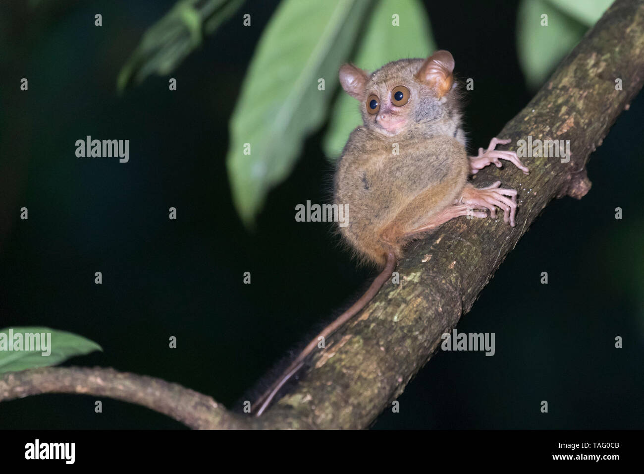 Tarsius fuscus hi-res stock photography and images - Alamy