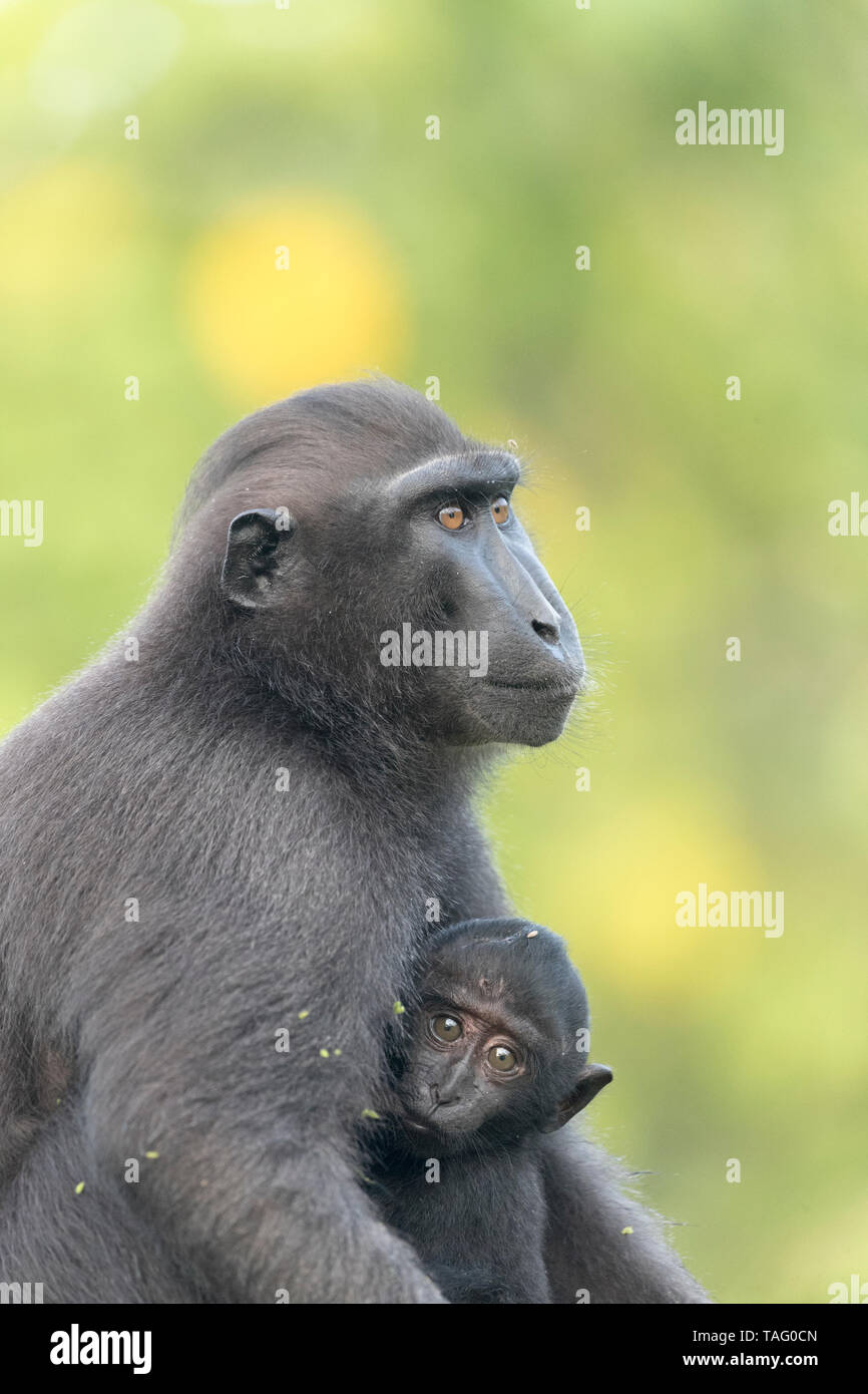 Celebes crested macaque or crested black macaque, Sulawesi crested ...
