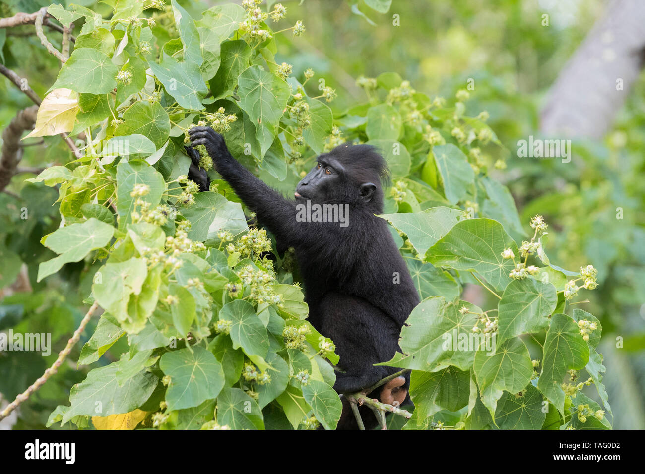 Macaque range hi-res stock photography and images - Alamy