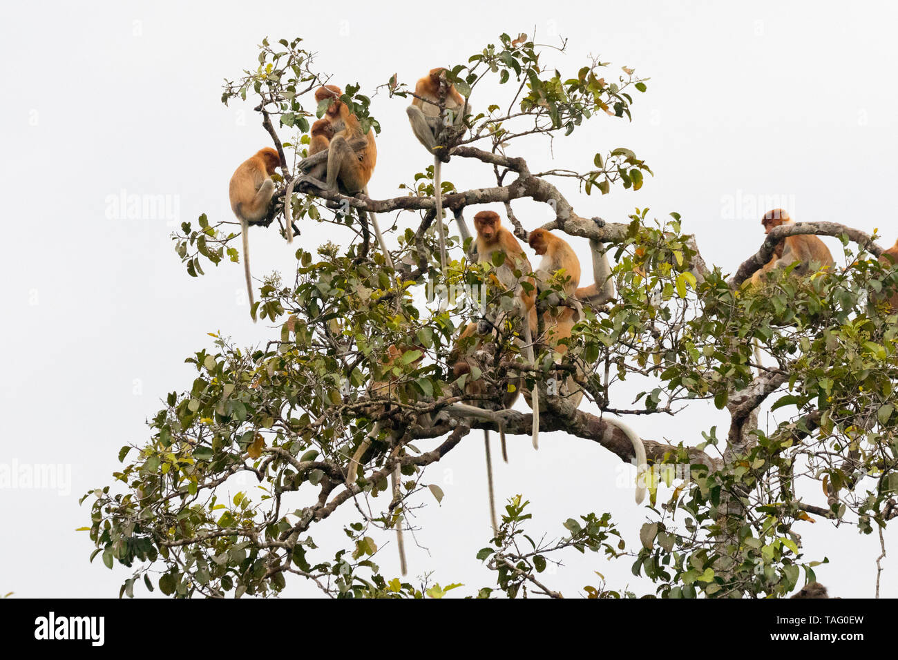 Proboscis monkey or long-nosed monkey (Nasalis larvatus), group ...