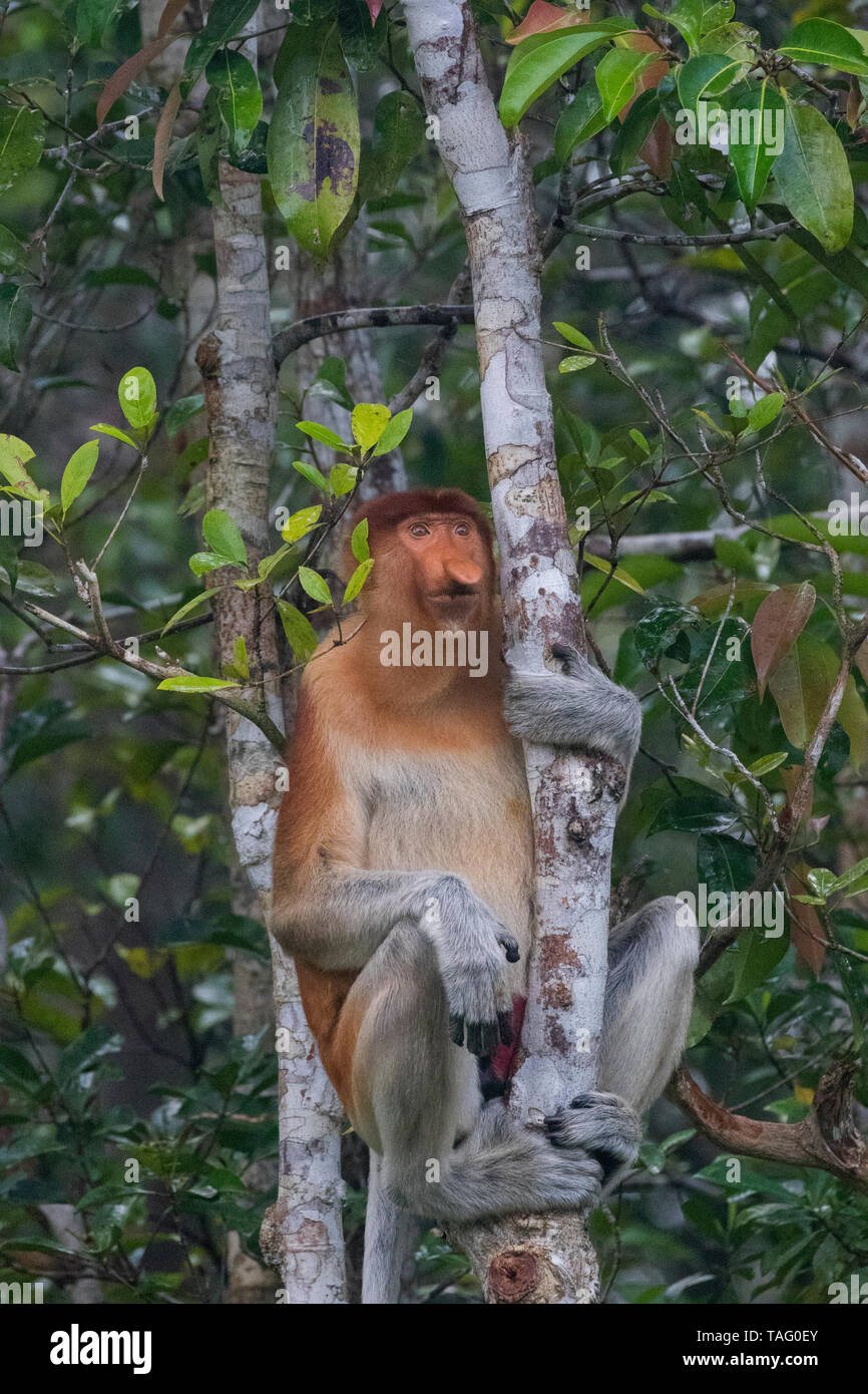 Proboscis monkey or long-nosed monkey (Nasalis larvatus), Tanjung ...