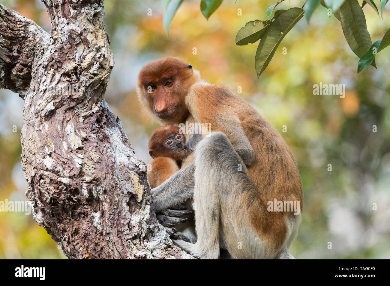 Proboscis monkey or long-nosed monkey (Nasalis larvatus), Adult female ...