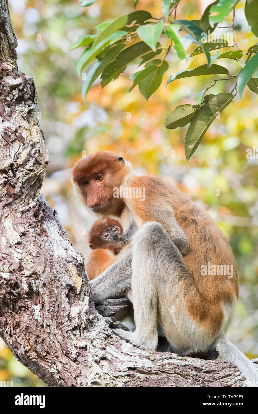 Proboscis monkey or long-nosed monkey (Nasalis larvatus), Adult female ...