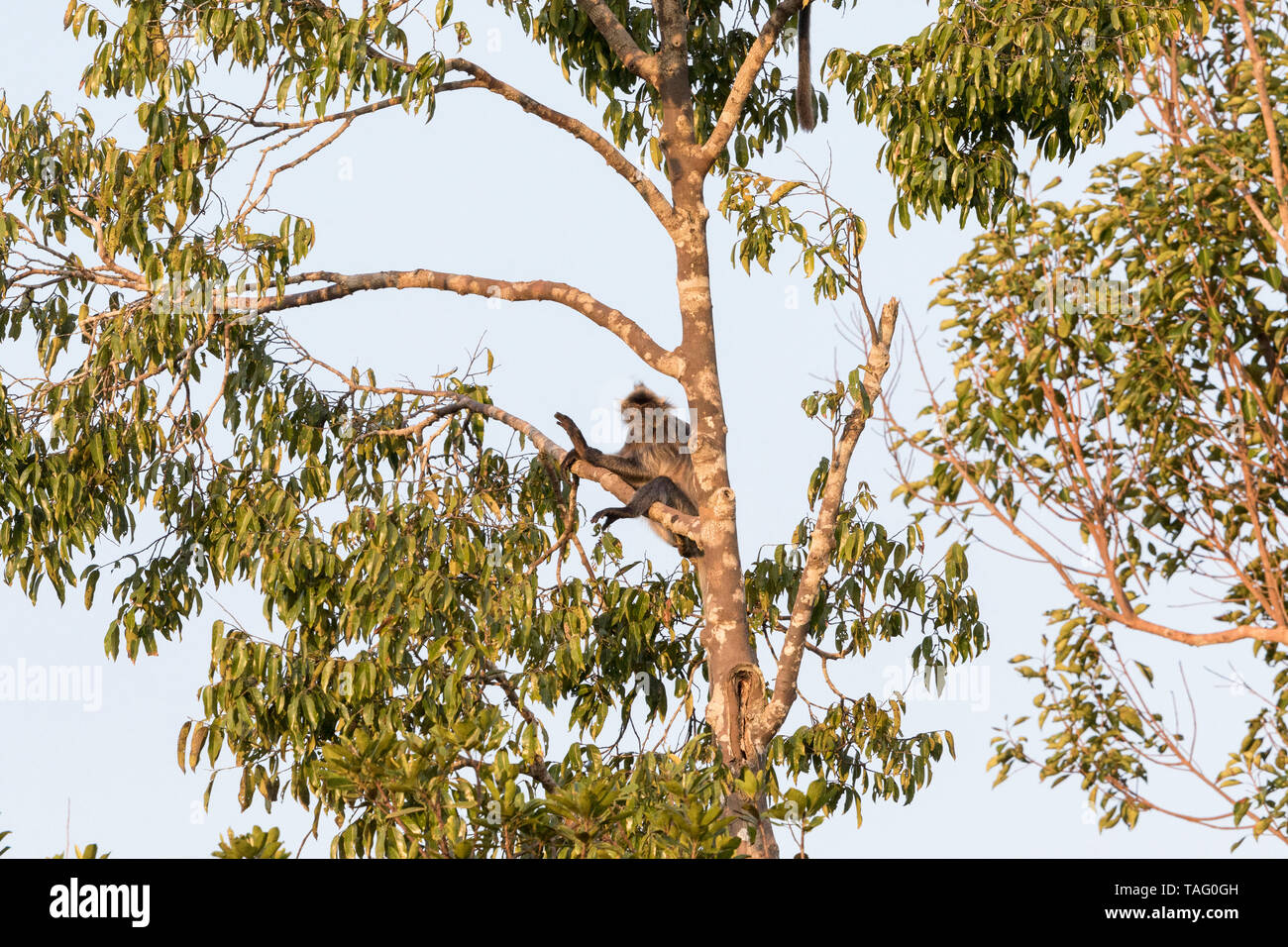 Silver langur hi-res stock photography and images - Alamy