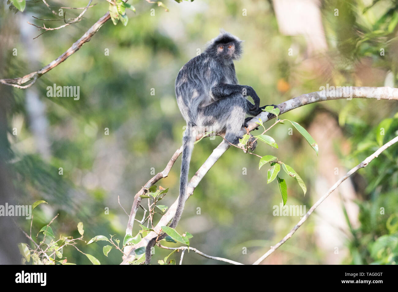 Silvered leaf monkey indonesia hi-res stock photography and images - Alamy