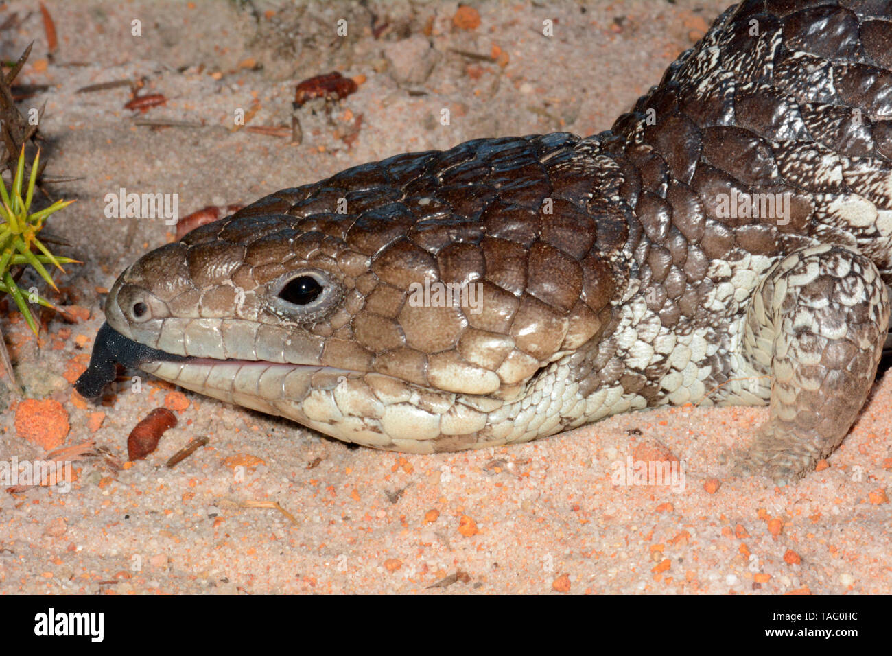 Shingleback Skink (Tiliqua rugosa), Jurien Bay, WA, Australia Stock ...