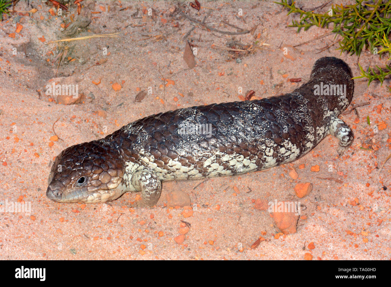 Shingleback Skink (Tiliqua rugosa), Jurien Bay, WA, Australia Stock ...