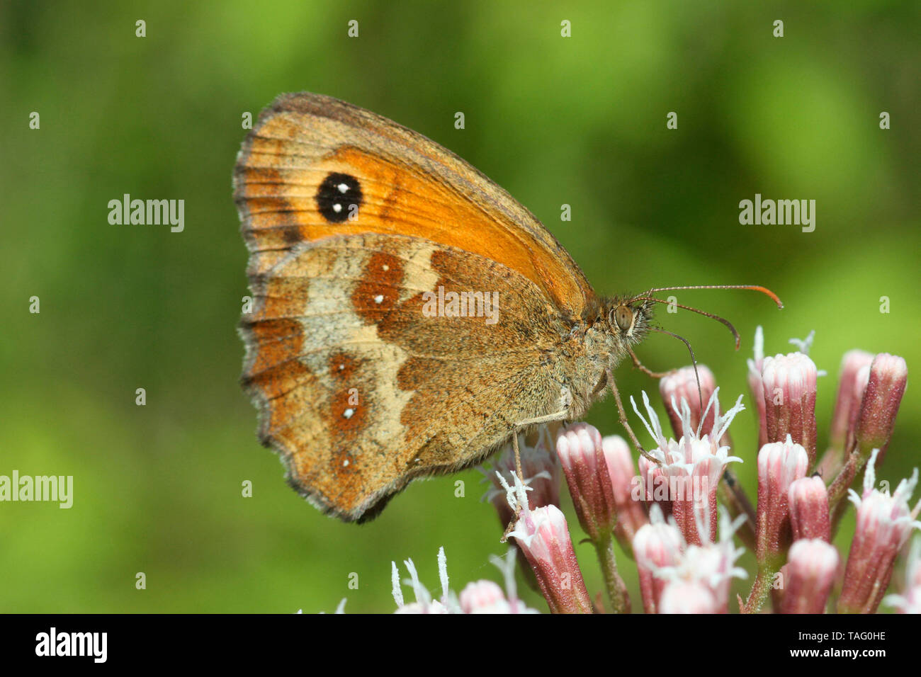 Pyronia thitonis hi-res stock photography and images - Alamy