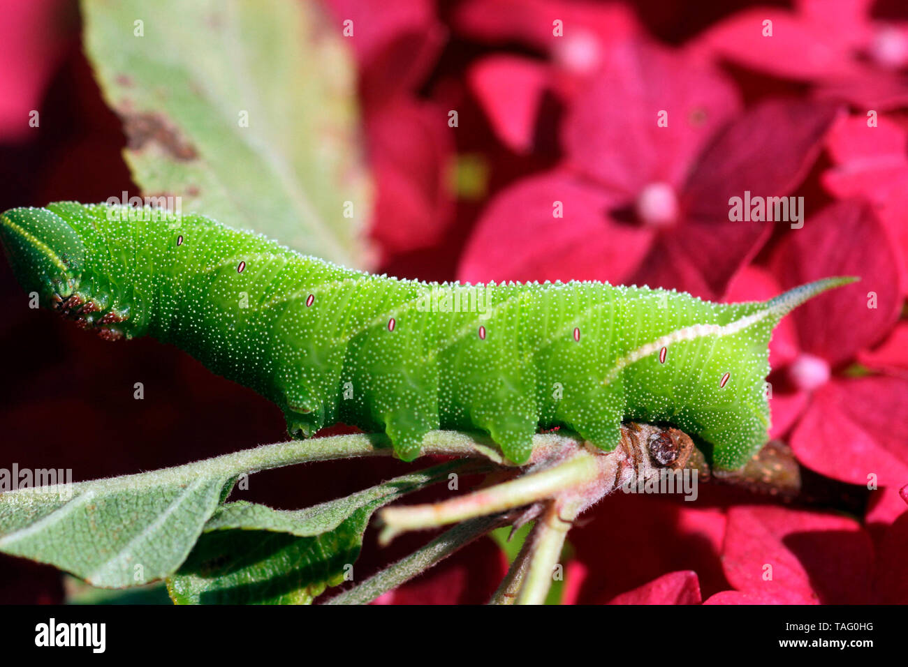 Eyed Hawkmoth (Smerinthus ocellata) caterpillar on apple tree, Brittany ...