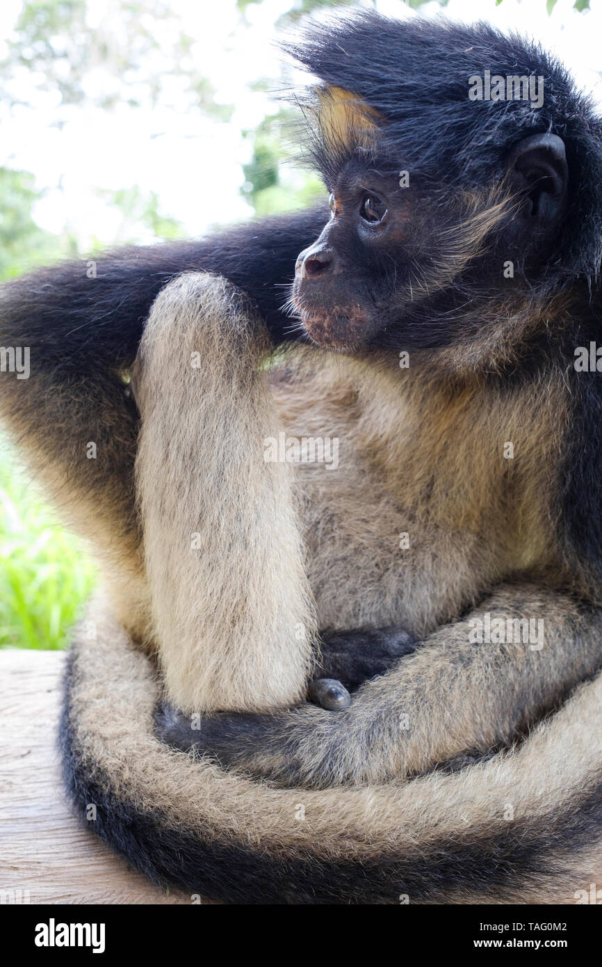 Peruvian spider monkey hi-res stock photography and images - Alamy