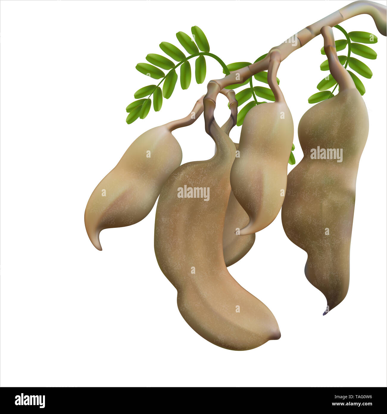 Tamarind is a tamarind leaf from a white background Stock Photo - Alamy