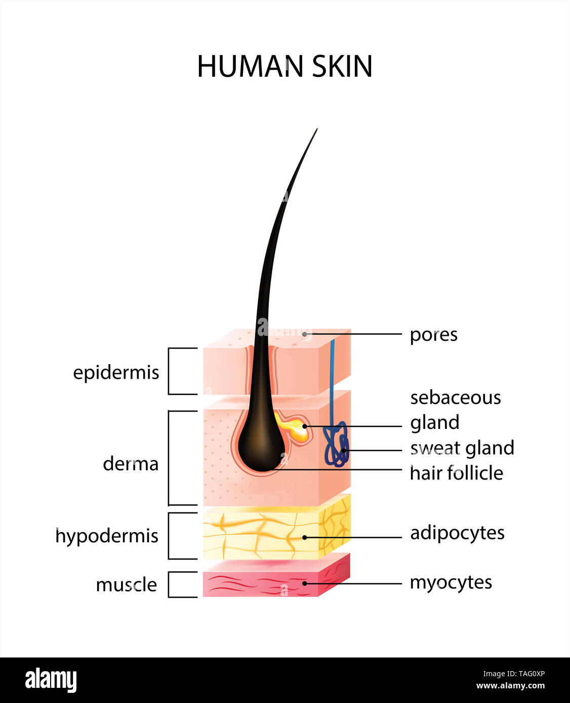 Human skin diagram hi-res stock photography and images - Alamy