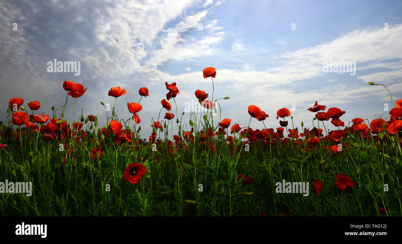 Summer and spring, landscape, poppy seed. spring and summer season ...