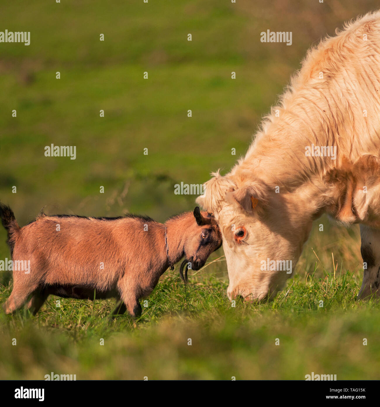 Dwarf goat of motte breed (without horn) orphan collected and adopted ...