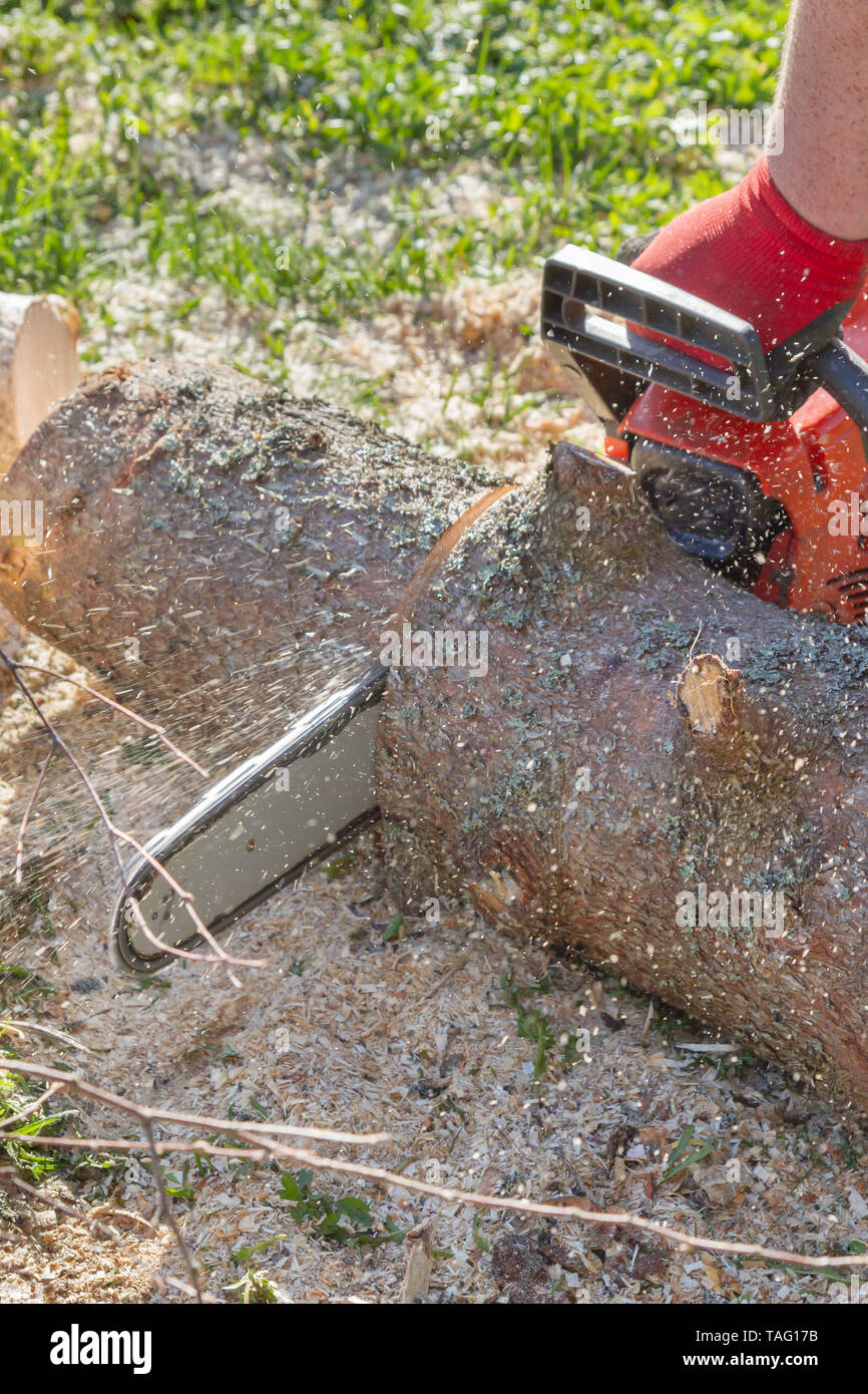 Cut the logs with a chainsaw to prepare firewood Stock Photo - Alamy