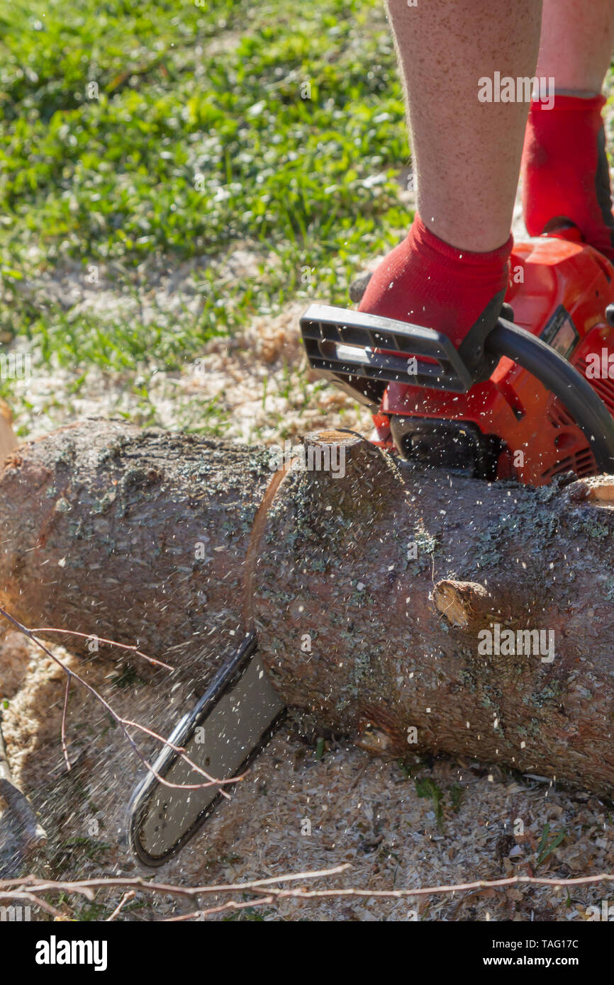 Cut the logs with a chainsaw to prepare firewood Stock Photo - Alamy