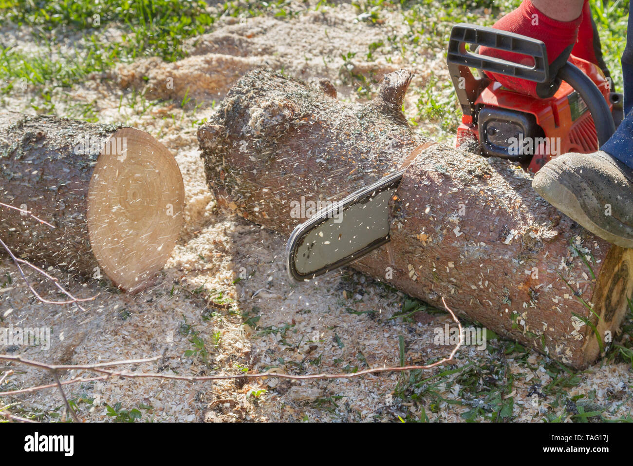 Cut the logs with a chainsaw to prepare firewood Stock Photo - Alamy
