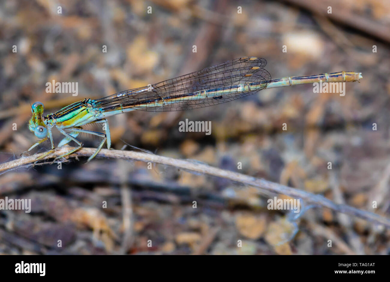 colorful damselfly in northern Israel Stock Photo - Alamy