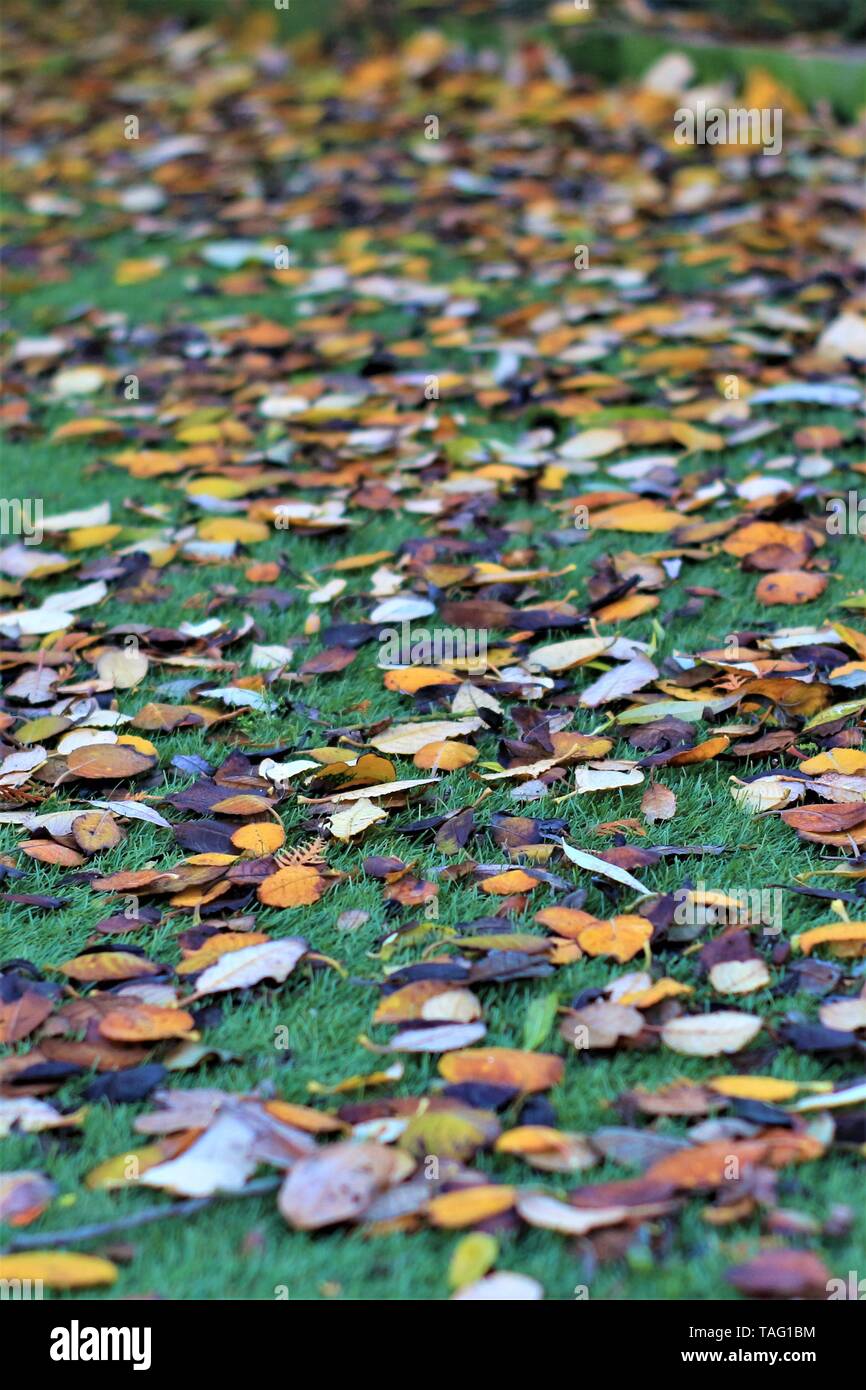 Autumn - dead leaves covering a garden in fall Stock Photo - Alamy
