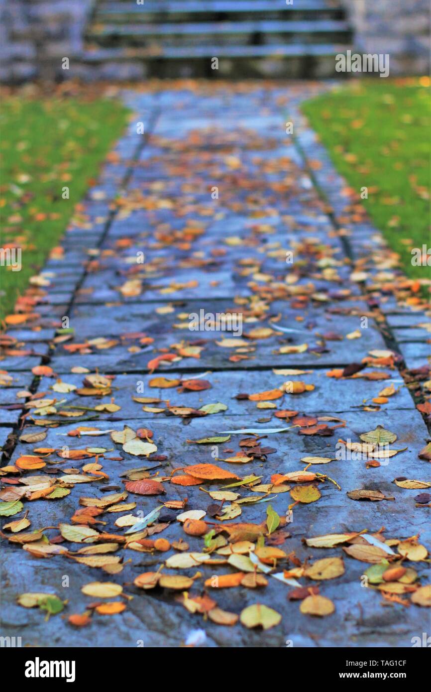 Ground covered in dead leaves hi-res stock photography and images - Alamy