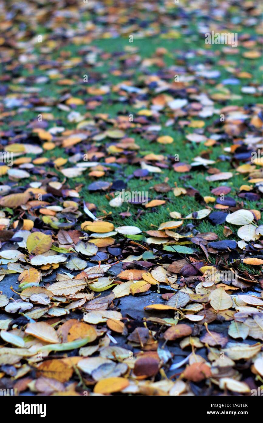 Autumn - dead leaves covering a garden in fall Stock Photo - Alamy