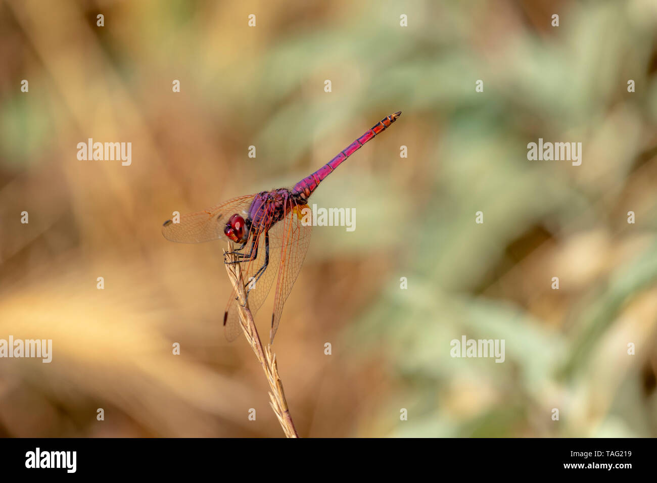 dragonfly a predatory flying insect Stock Photo - Alamy