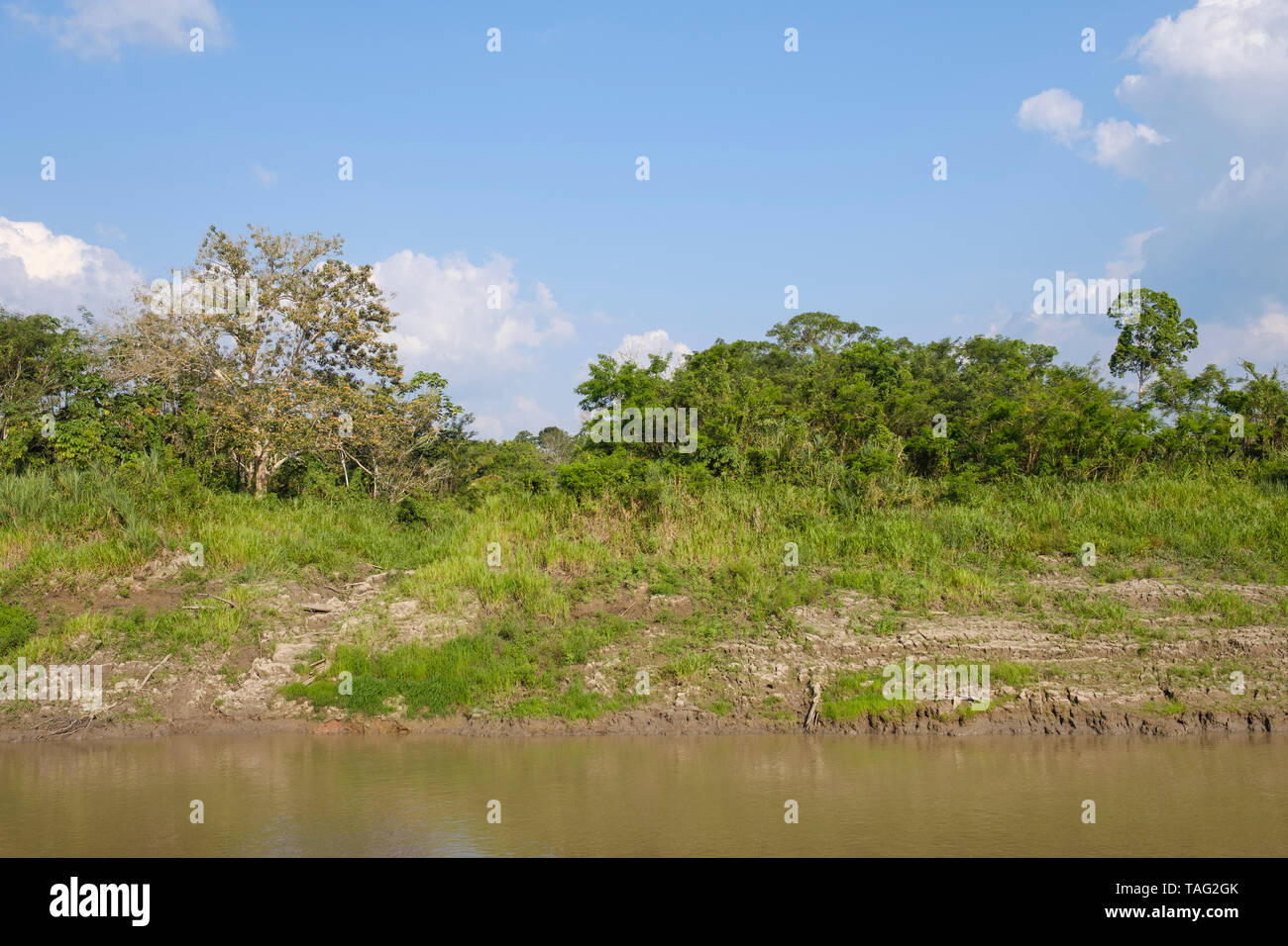 Ucayali River riverbank on the Peruvian Amazon Basin, Loreto Department ...