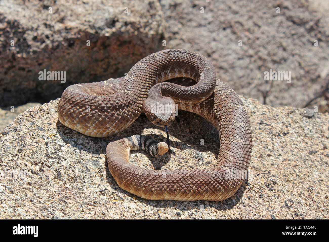 Red diamond rattlesnake hi-res stock photography and images - Alamy
