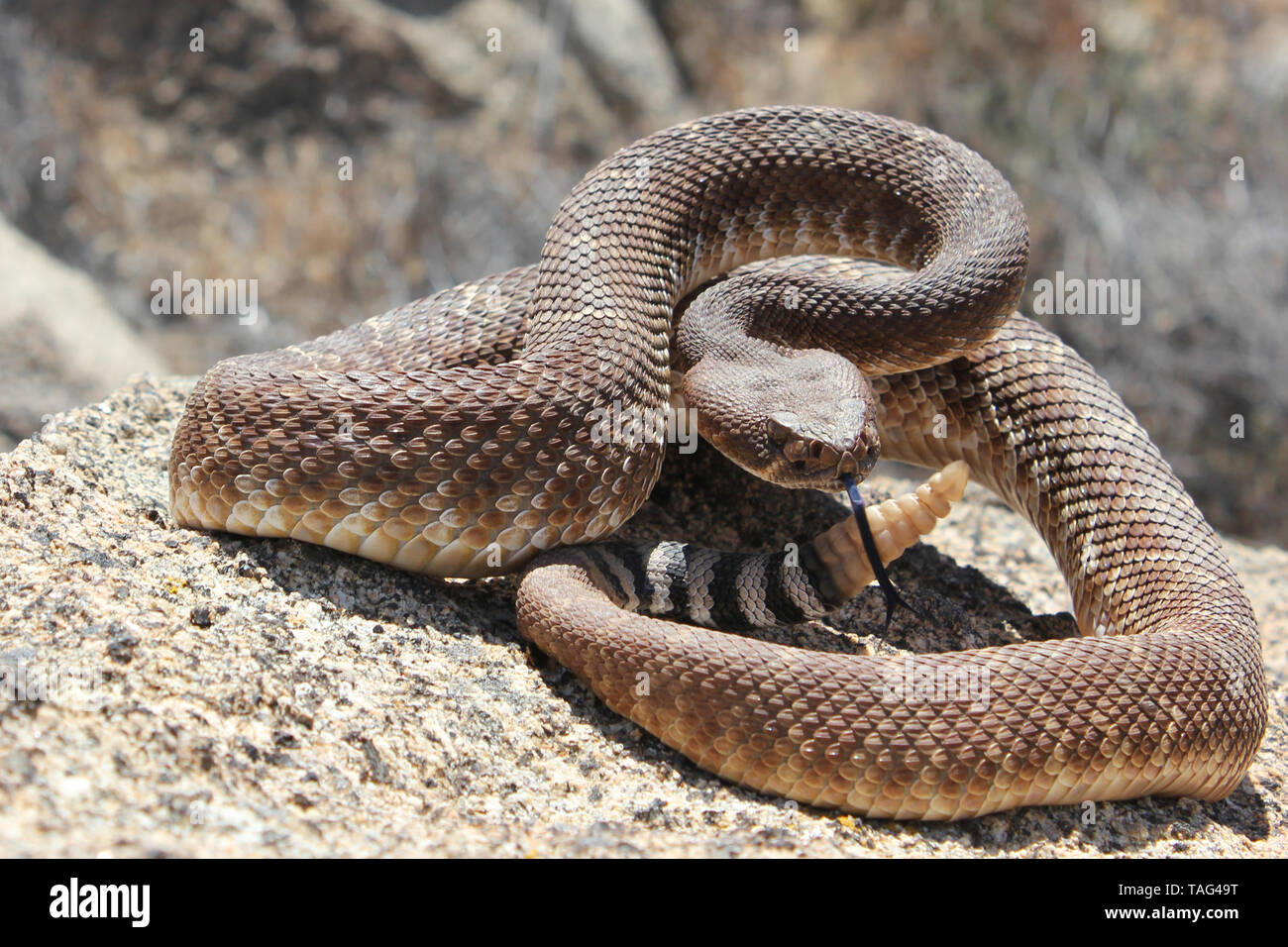 Red diamond rattlesnake hi-res stock photography and images - Alamy