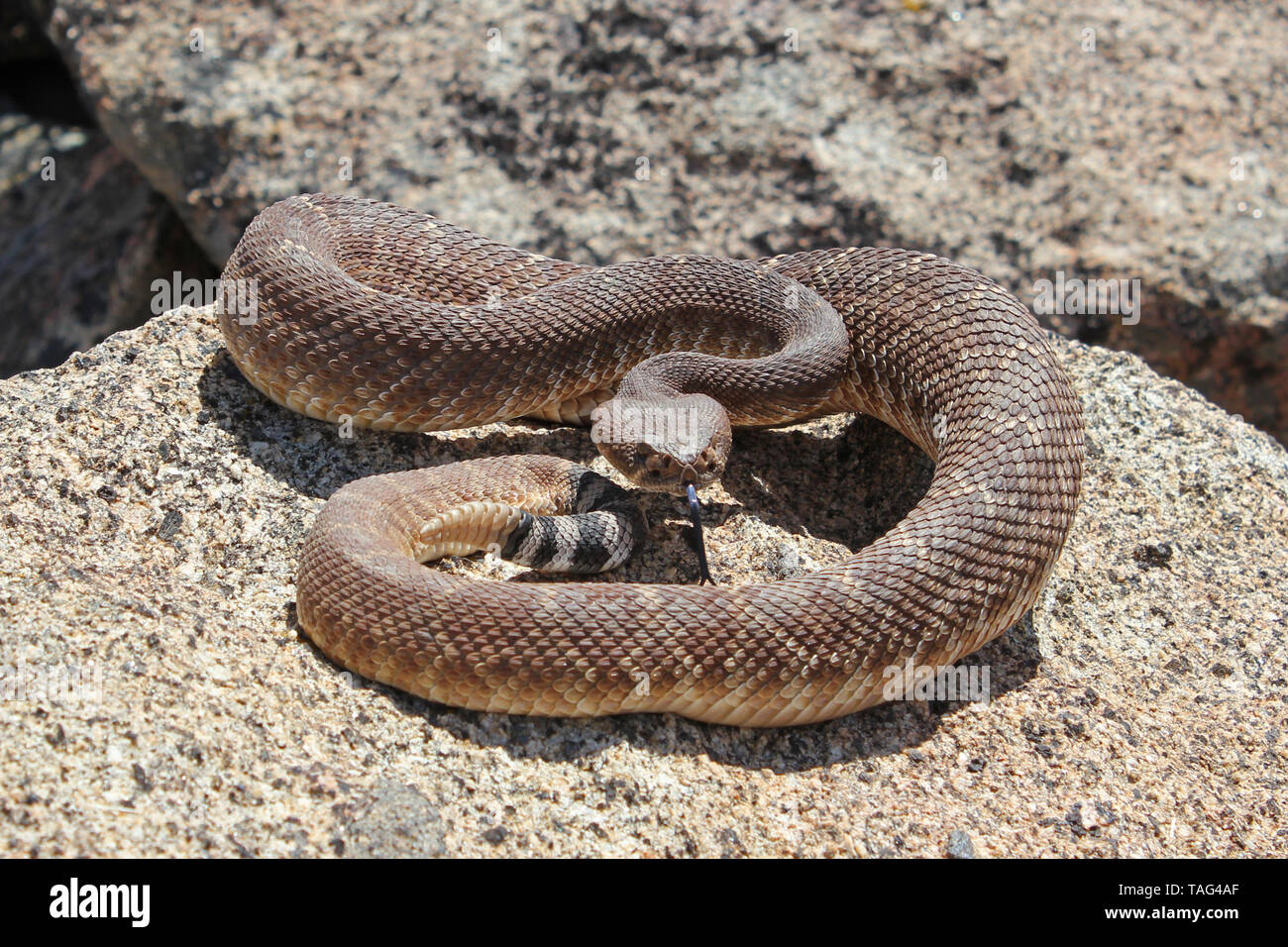 Red diamond rattlesnake hi-res stock photography and images - Alamy