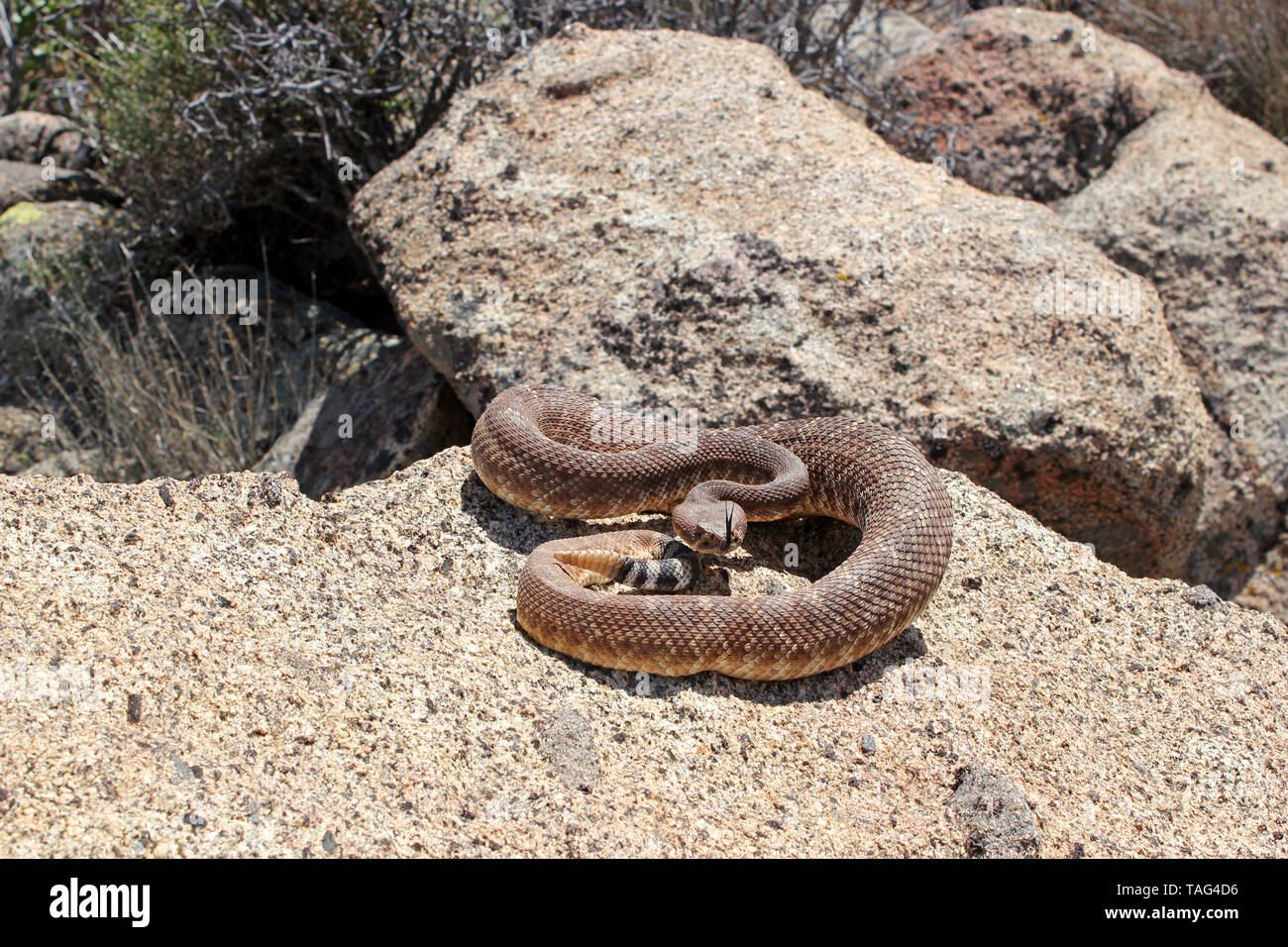 Red Diamond Rattlesnake (Crotalus ruber Stock Photo - Alamy