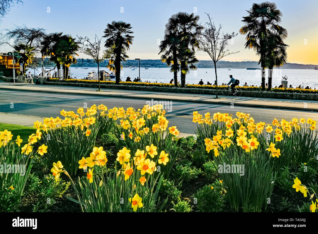 English daffodils hi-res stock photography and images - Alamy