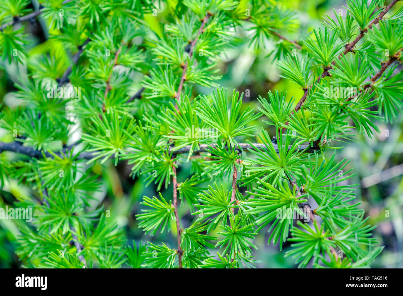 Bright green fluffy branches of larch tree Larix decidua Pendula in ...