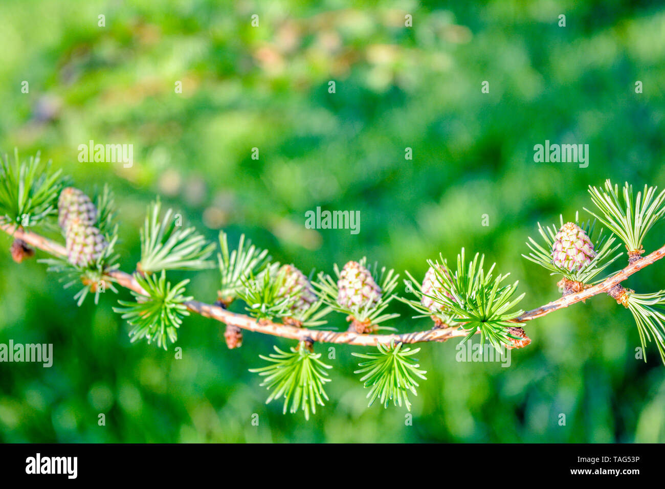 Bright green fluffy branches of larch tree Larix decidua Pendula in ...