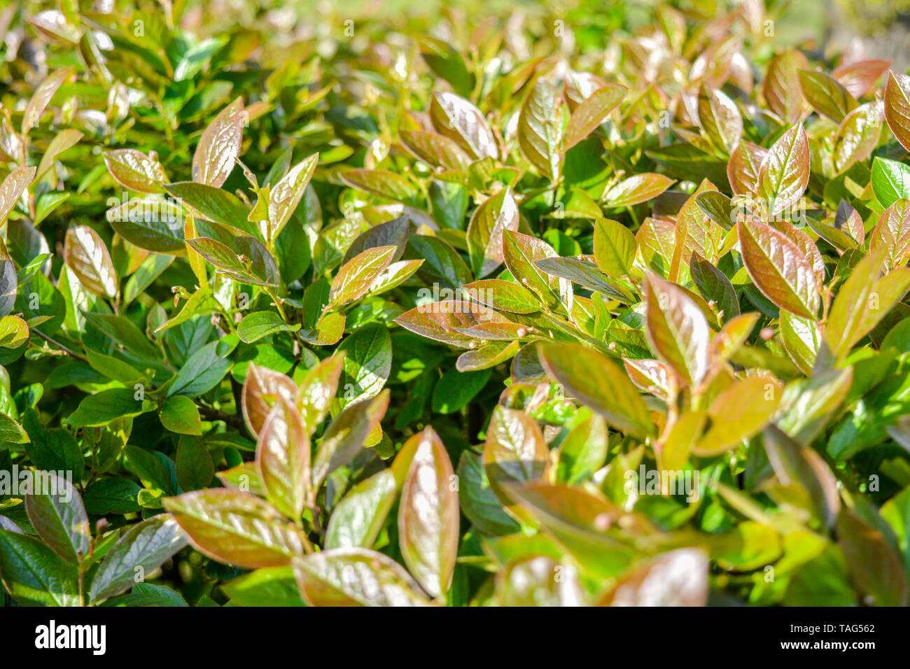 Nature in springtime with young leaves on bush branches. Spring bush ...