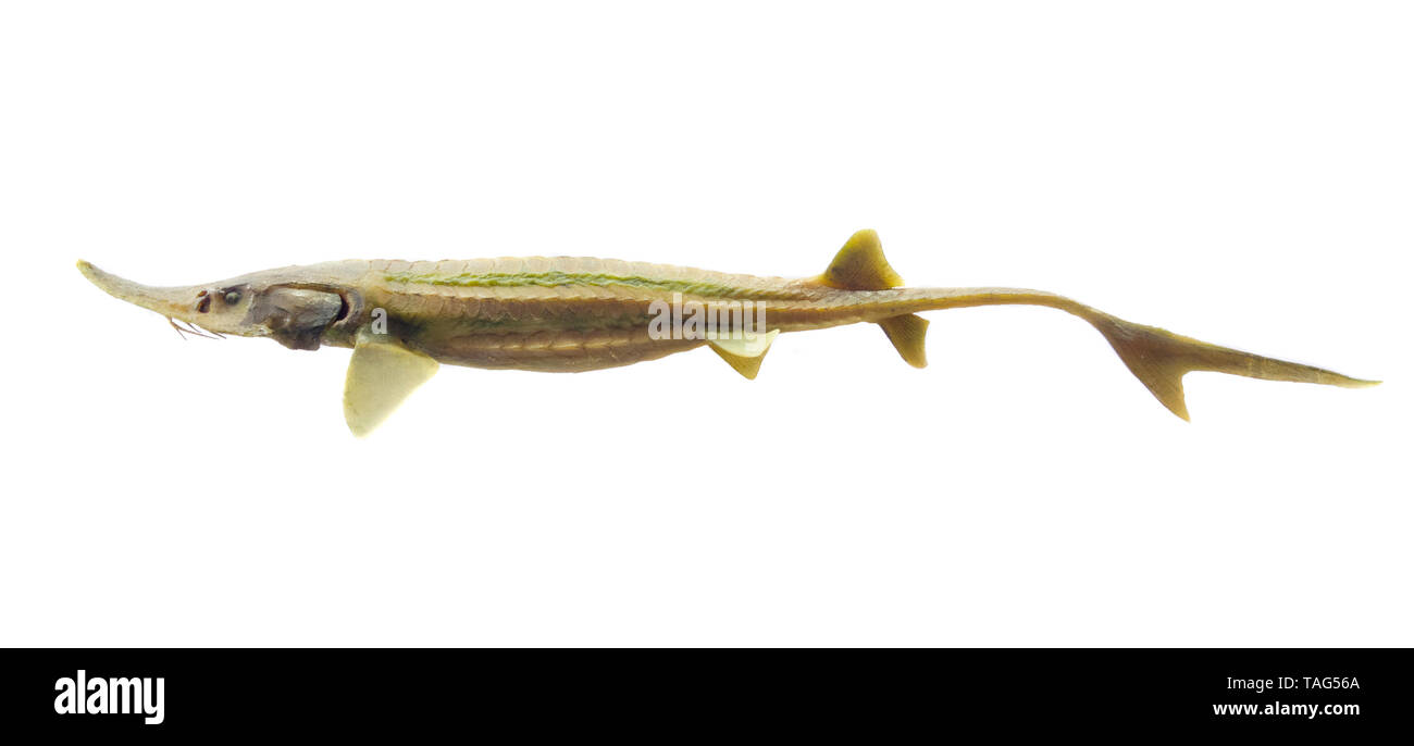 Fauna of the jurassic Cut Out Stock Images & Pictures - Alamy