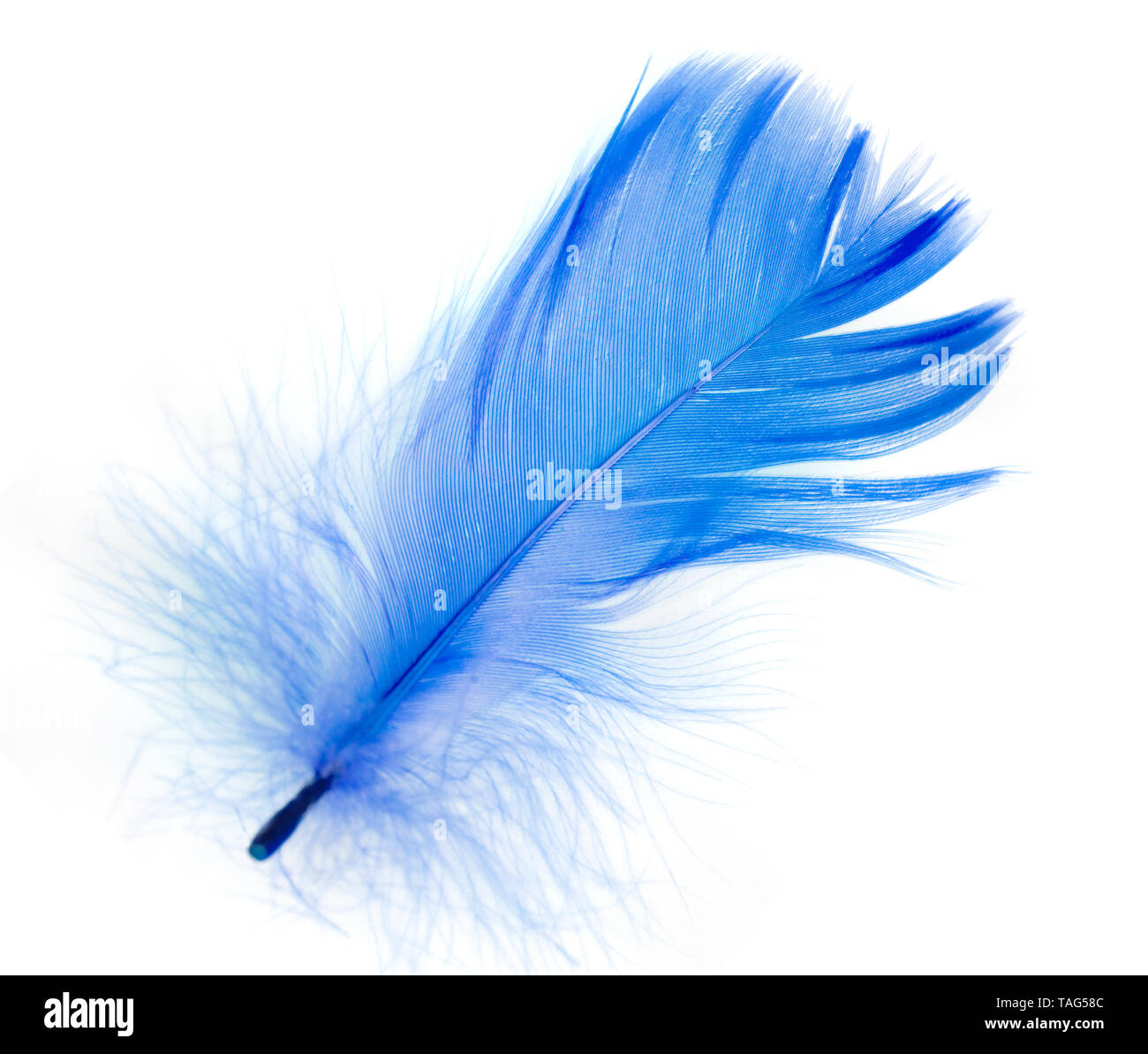 blue bird feather isolated on white Stock Photo - Alamy