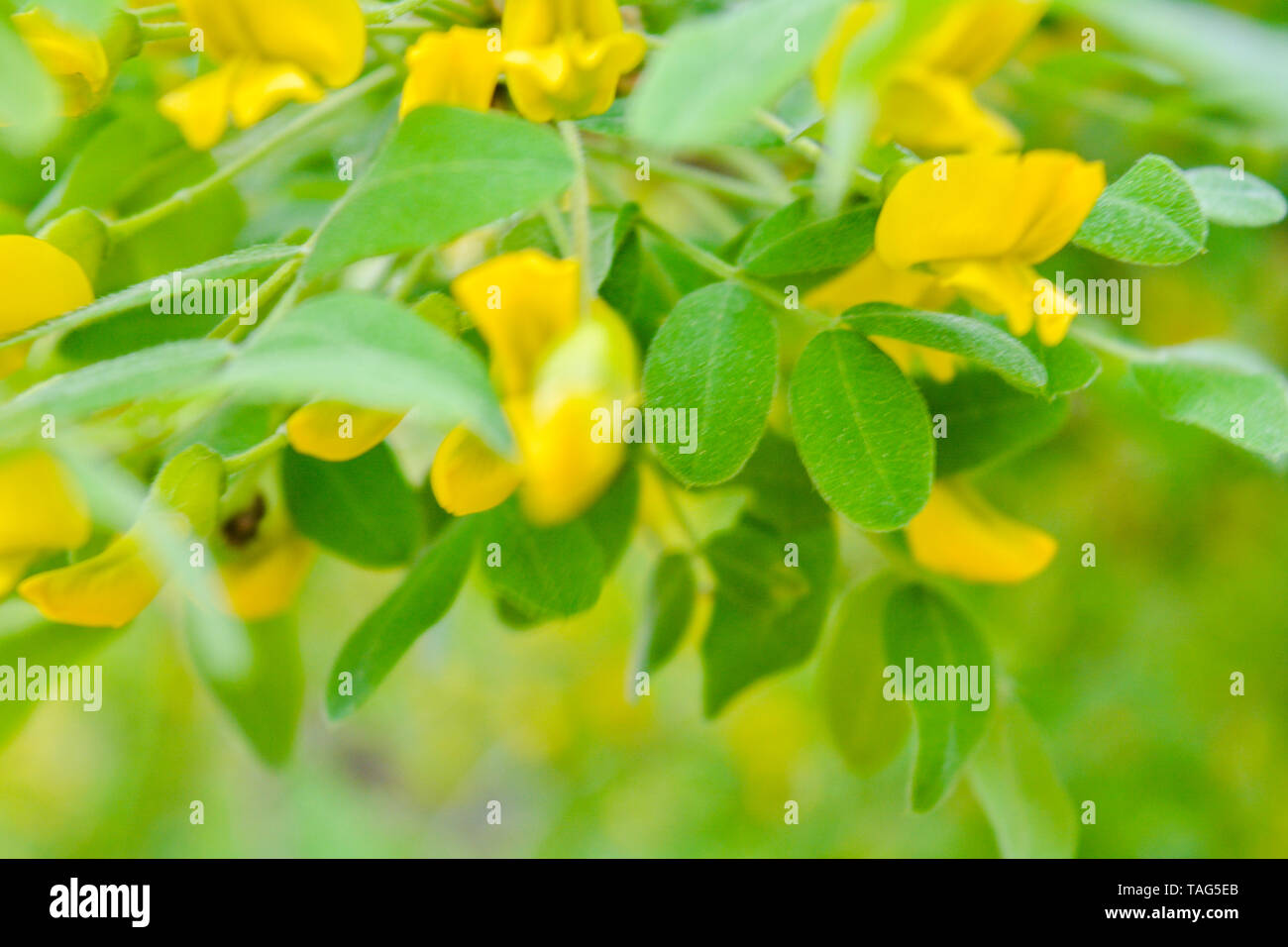 Karagan hi-res stock photography and images - Alamy