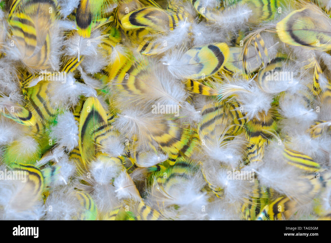 Colorful motley parrot feathers. Background of little feathers of bird ...