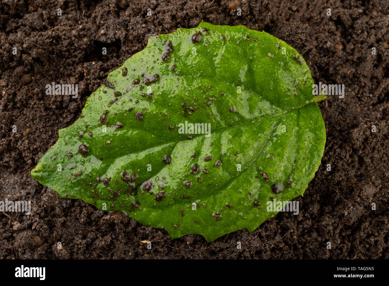 Fresh ripe leaves sprinkled with drops of rain on black soil. Green ...