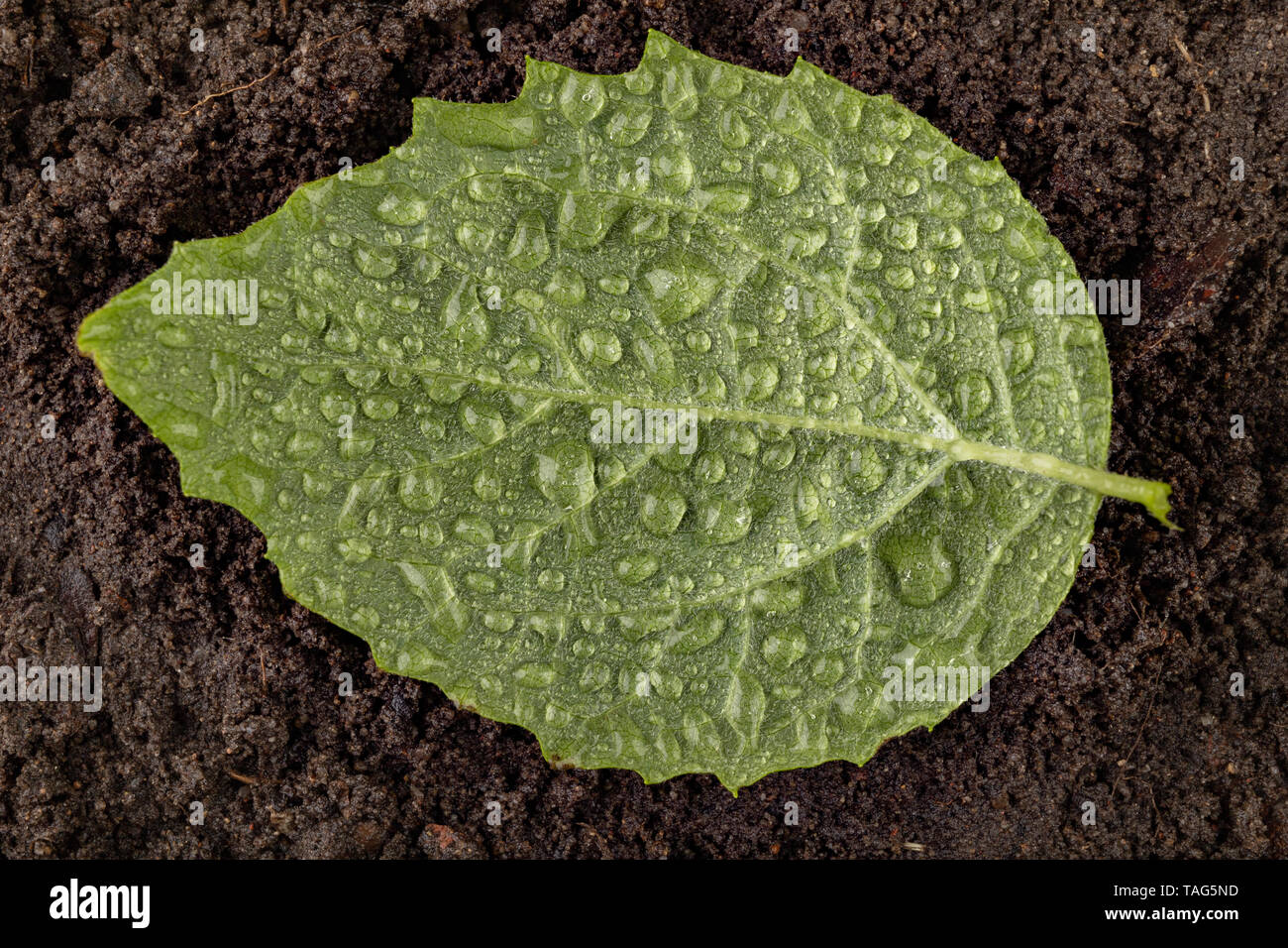 Fresh ripe leaves sprinkled with drops of rain on black soil. Green ...