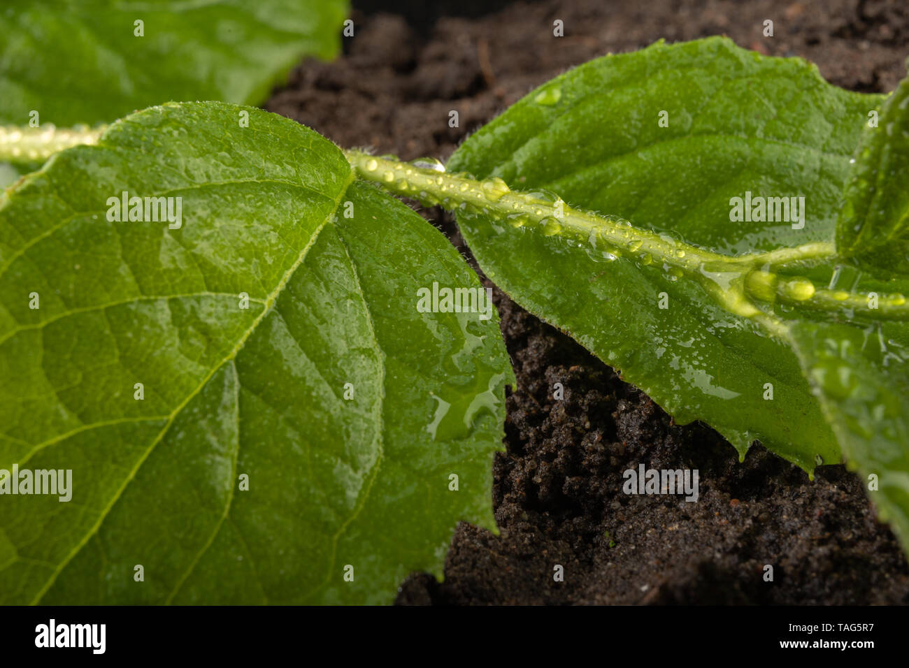 Fresh ripe leaves sprinkled with drops of rain on black soil. Green ...