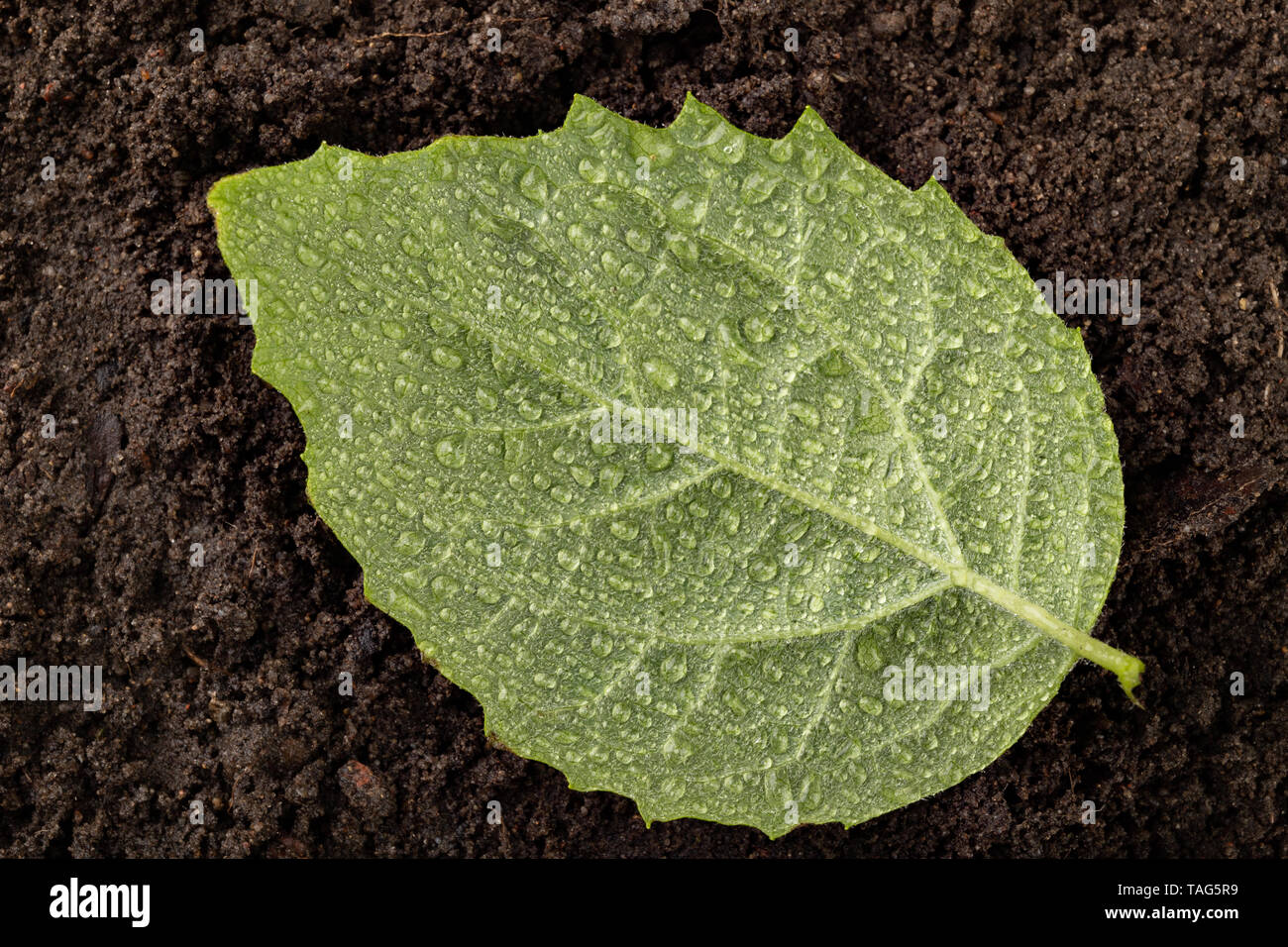 Fresh ripe leaves sprinkled with drops of rain on black soil. Green ...