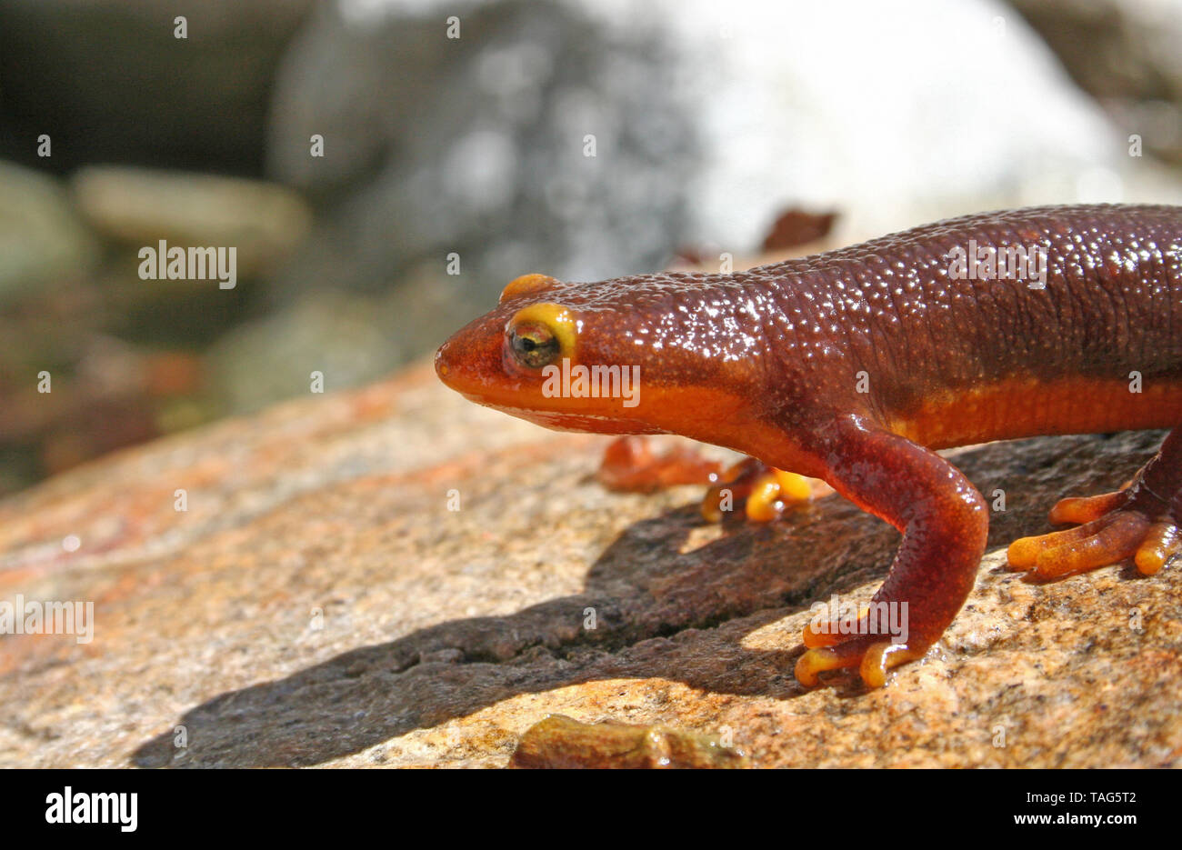 California Newt (Taricha torosa Stock Photo - Alamy